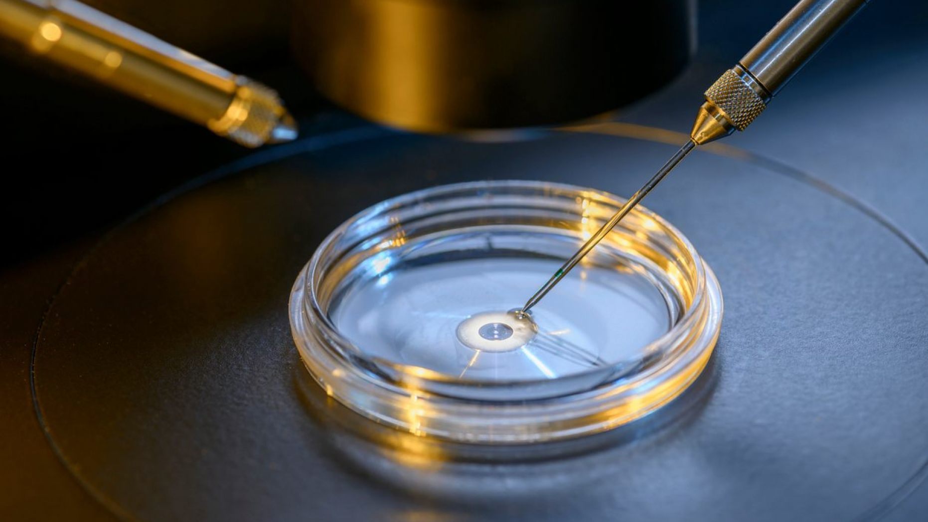 Cancer Risk and Children born through In Vitro Fertilization - Wellness ...