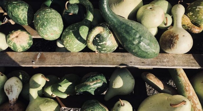 Wax gourd can reduce depression and anxiety disorder - Wellness Buddha